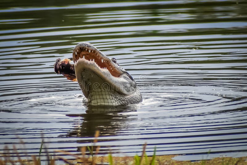 Turtle catches the frisbee stock image. Image of catch - 31708283