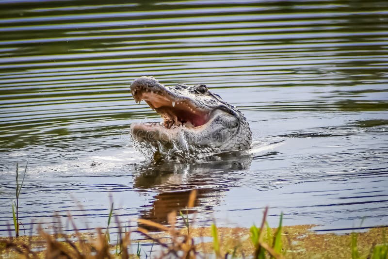 Alligator in Swamp Eating Prey Stock Image - Image of mississippi ...