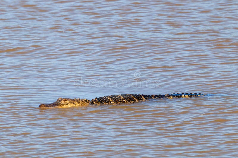 Alligator Swimming in the Arkansas River Stock Photo - Image of ...
