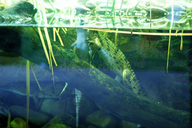 Alligator in Tank stock afbeelding. Image of dieren - 133743393