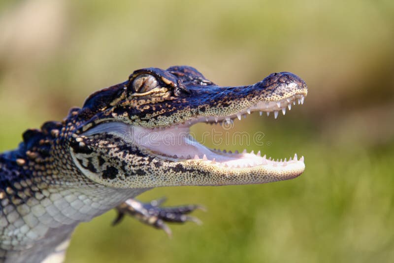 Alligator - Teeth and Claws Stock Image - Image of wild, mouth: 22254109