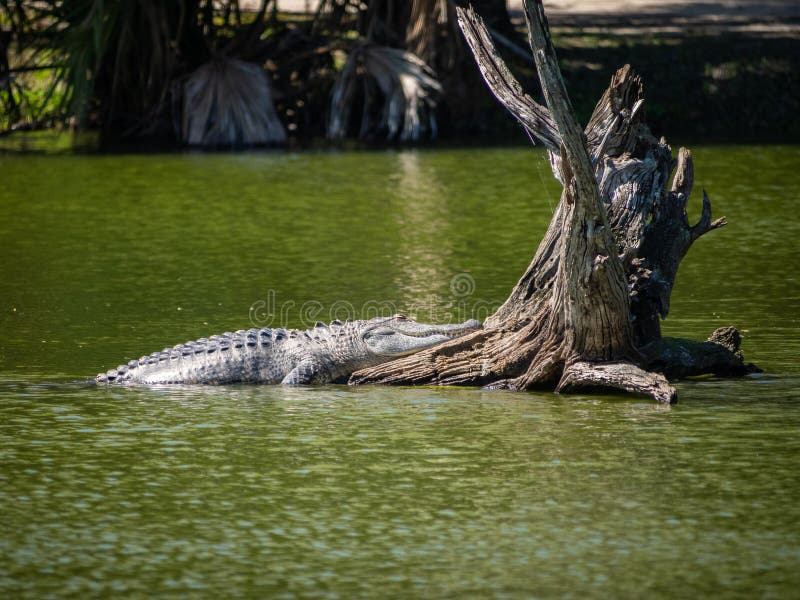 Alligator with tree stock photo. Image of outdoors, ornithology - 211109168