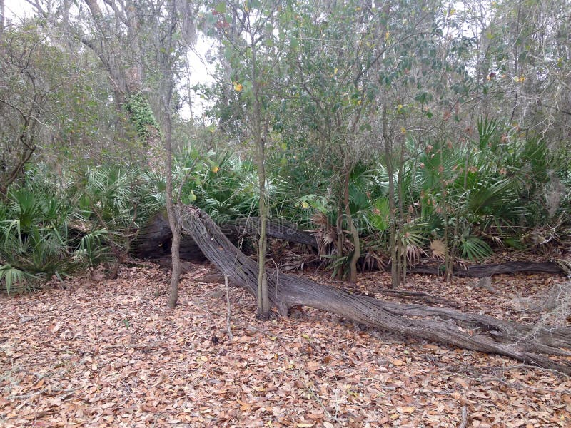 Alligator Tree stock photo. Image of thought, looked - 71338858