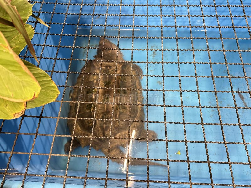 Alligator Turtle Has a Large Head Stock Photo - Image of alligator ...