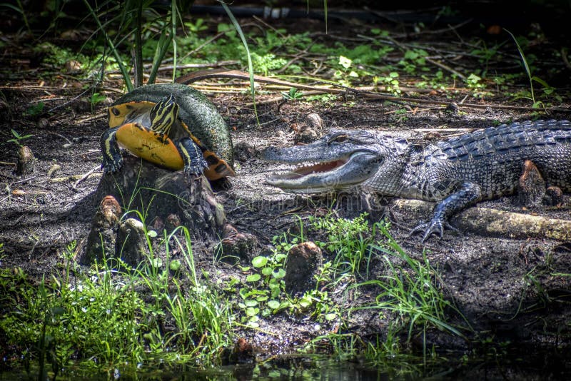 Alligator and Turtle in the Swamp Stock Image - Image of ocean ...
