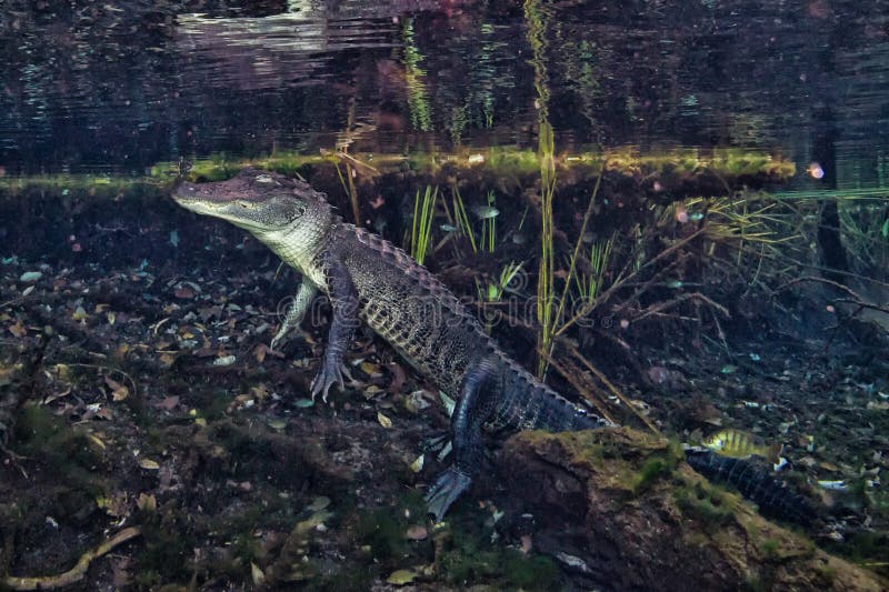 Alligator Underwater stock photo. Image of dangerous - 309094502