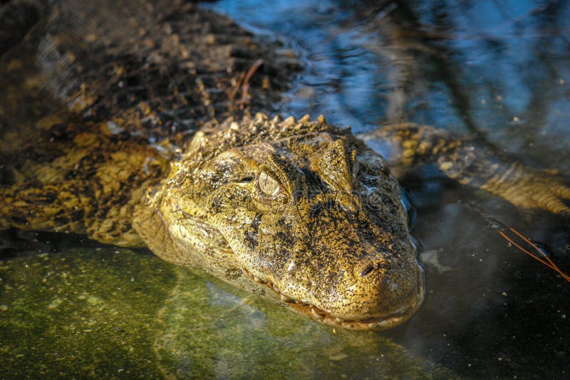 Alligator waiting stock image. Image of head, dangerous - 72259445