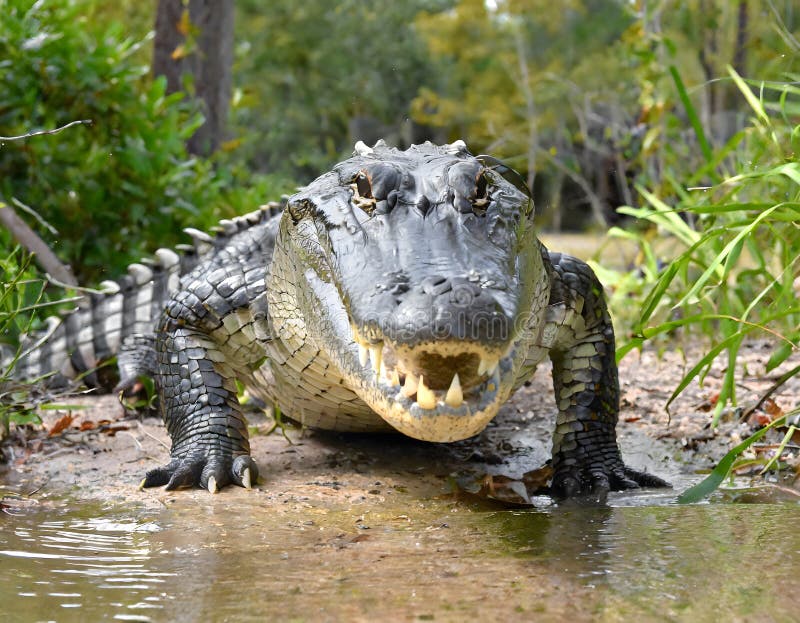 Alligator Camera Stock Illustrations – 136 Alligator Camera Stock ...
