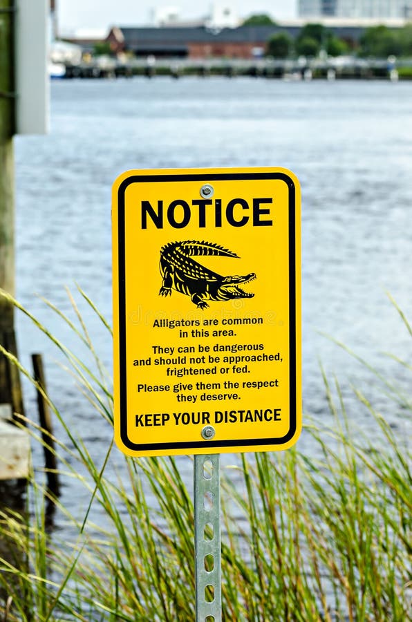 Alligator Warning Sign Notice Near Water Stock Photo - Image of gator ...