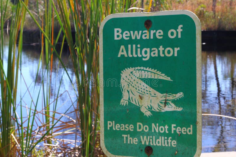 Alligator Warning Sign at a Pond in Florida Stock Image - Image of ...
