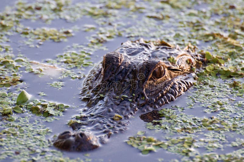 Watching stock image. Image of ding, florida, level, american - 25780841