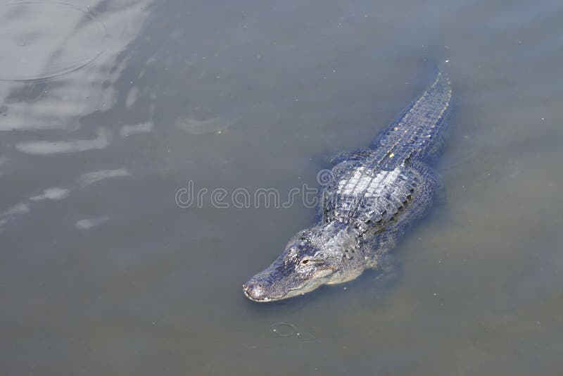 Alligator Picture. Image: 1563801