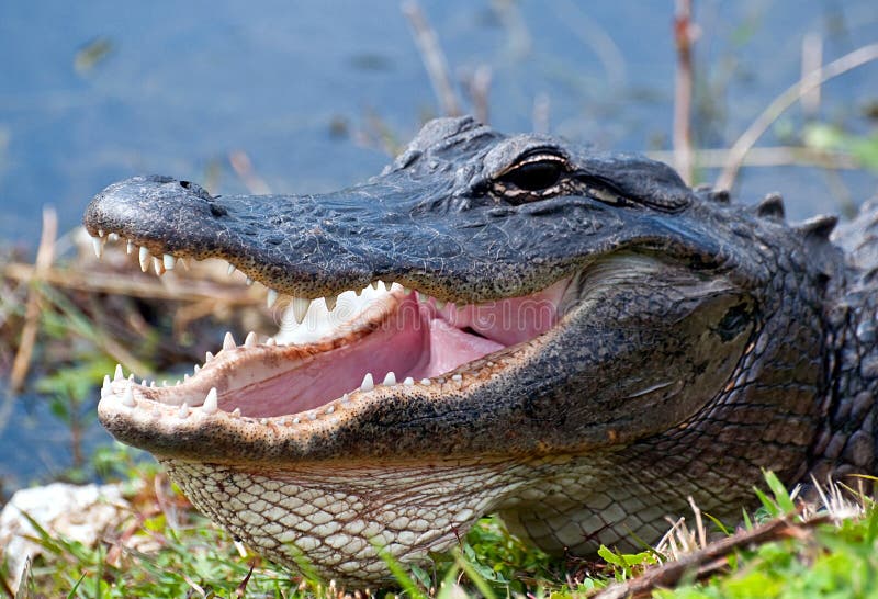 An Alligator s Face stock photo. Image of smile, k10d - 2160650