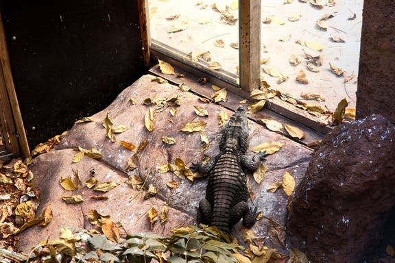 Alligator at the zoo stock photo. Image of fauna, autumn - 257905114