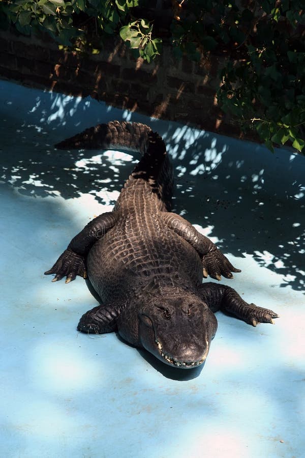 Alligator stock photo. Image of africa, danger, alligator - 33779866
