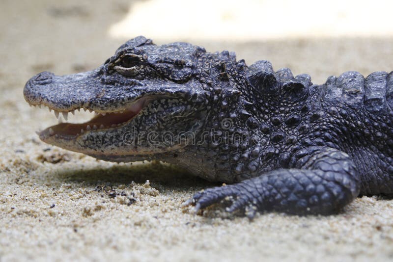 Alligatore 1 fotografia stock. Immagine di nave, vita - 30809780