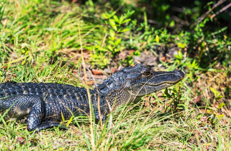 Alligatore immagine stock. Immagine di nave, wildlife - 32178887