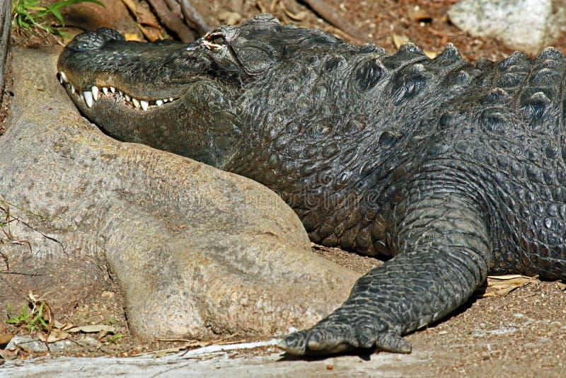 Alligatore fotografia stock. Immagine di zanne, grattatrice - 67230684