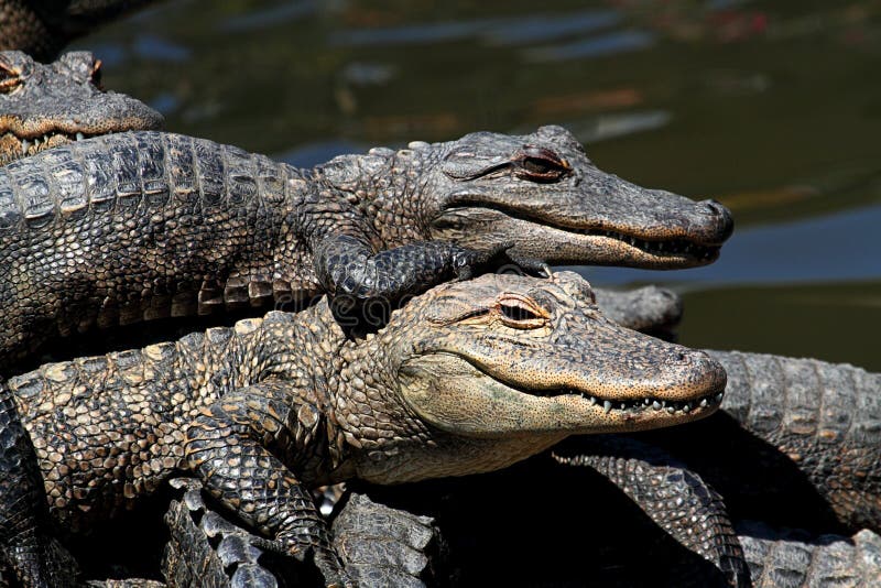 Alligatori Americani Che Prendono Il Sole Fotografia Stock - Immagine ...