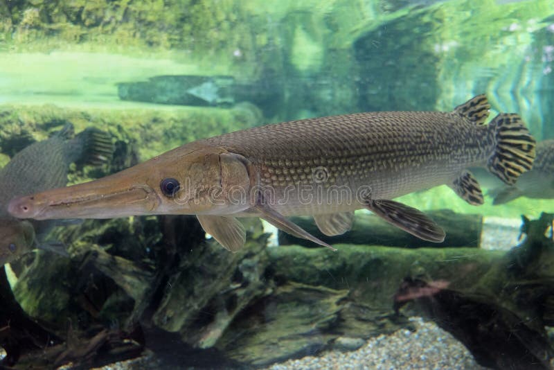 Alligatorkaimanfisch Im Aquarium Stockbild - Bild von amerika, wasser ...