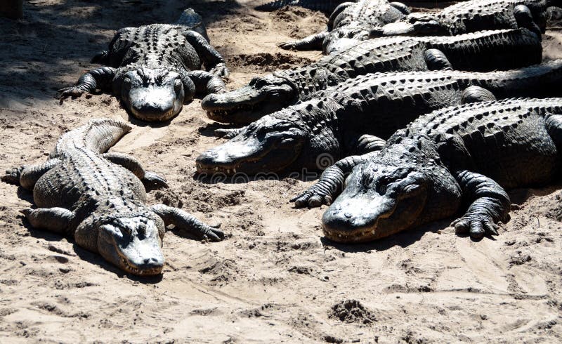A Congregation of Alligators. Stock Photo - Image of everglades ...