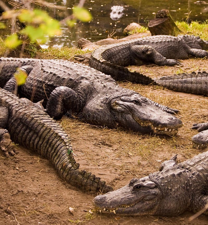 Alligators stock photo. Image of gator, animal, reptile - 22995210