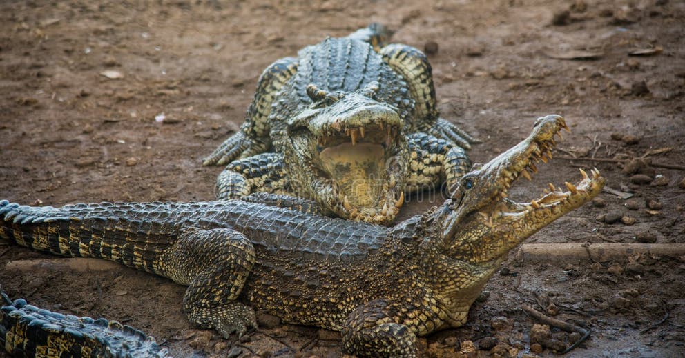 5,499 Alligators Stock Photos - Free & Royalty-Free Stock Photos from ...