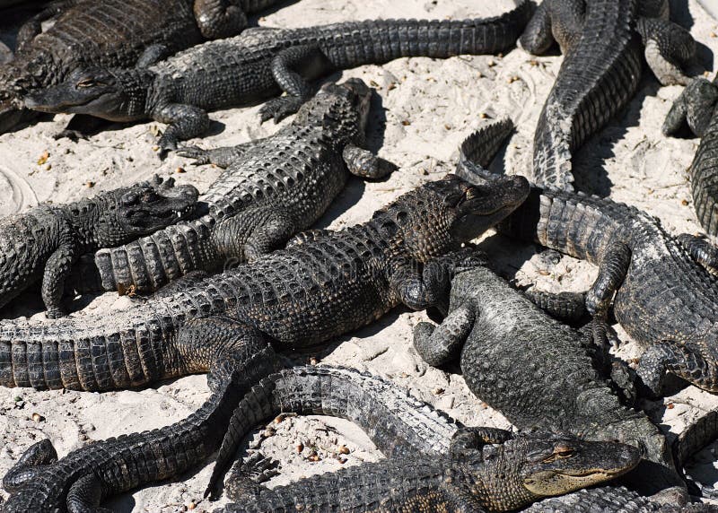 Alligators on the beach stock image. Image of dangerous - 5211389