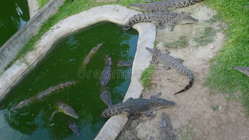 Alligators stock image. Image of alligators, outdoor - 95224889