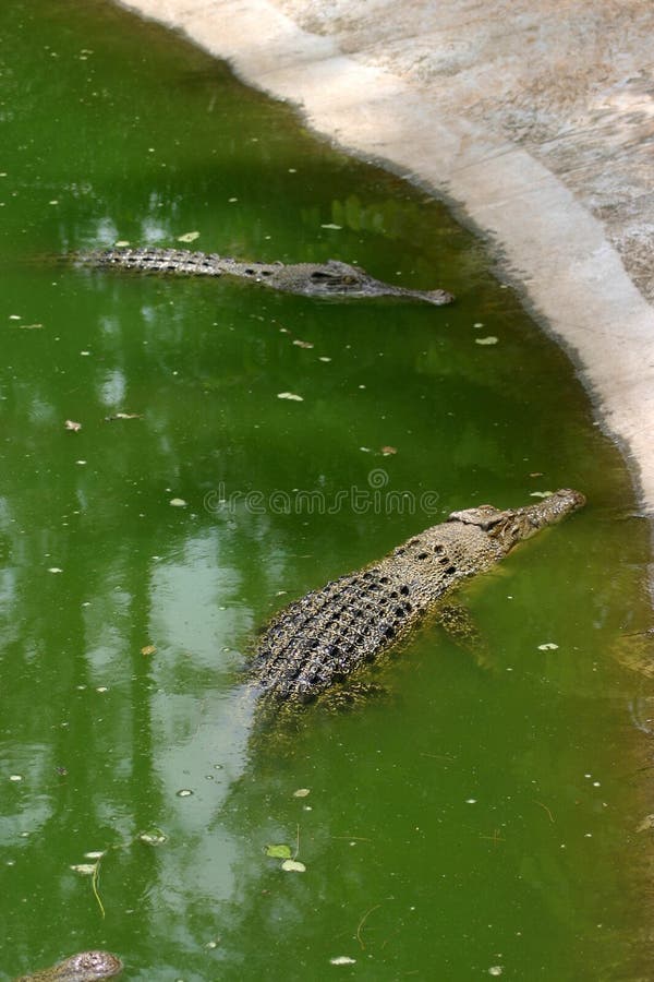 Alligators or Caimans stock image. Image of alligator - 4164373