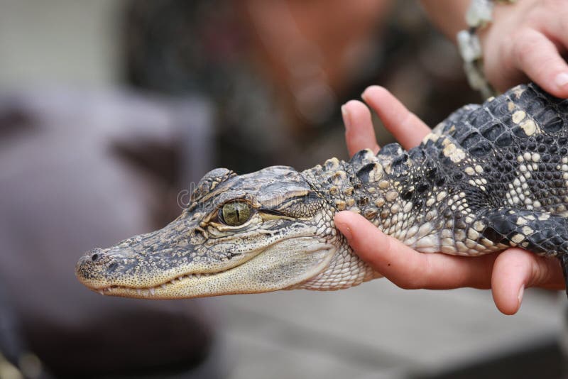 Alligators Can Be a Real Handful Stock Photo - Image of handful ...
