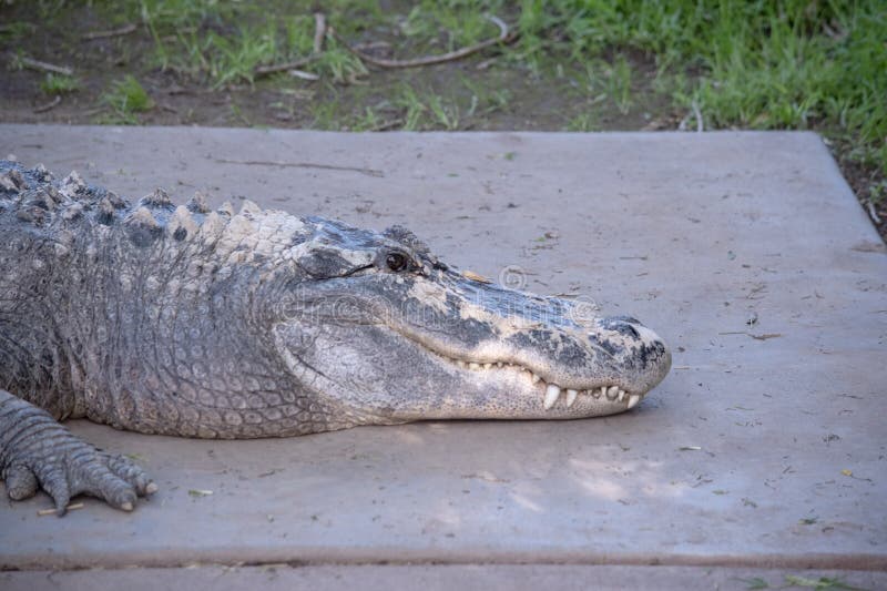 This is a Side View of an Alligator Stock Image - Image of malicious ...
