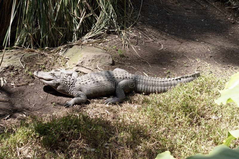 This is a Side View of an Alligator Stock Photo - Image of jaws ...