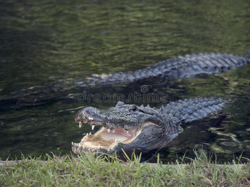 Alligators stock image. Image of texture, drought, park - 23529149