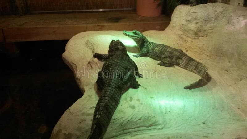 137 Inside Crocodile Mouth Stock Photos - Free & Royalty-Free Stock ...