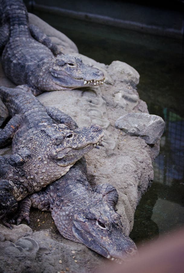 Alligators on rock stock image. Image of alligators - 179450859