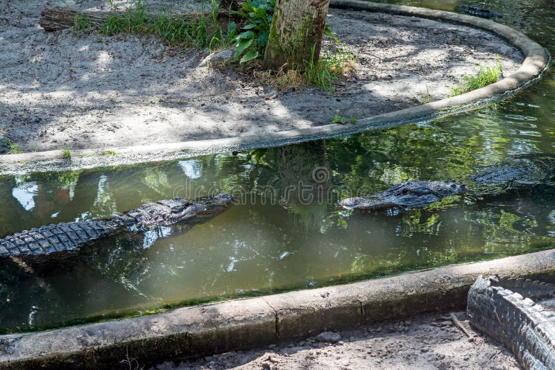 Alligator Head View from Above Stock Photo - Image of carnivore, parks ...