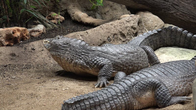 Alligators and turtles stock footage. Video of crocodilus - 185010974