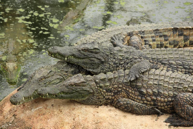 Friendly Alligators Stock Photos - Free & Royalty-Free Stock Photos ...