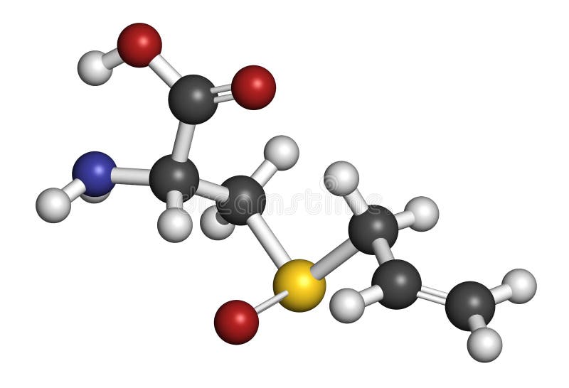 Alliin Garlic Molecule. Atoms are Represented As Spheres with ...