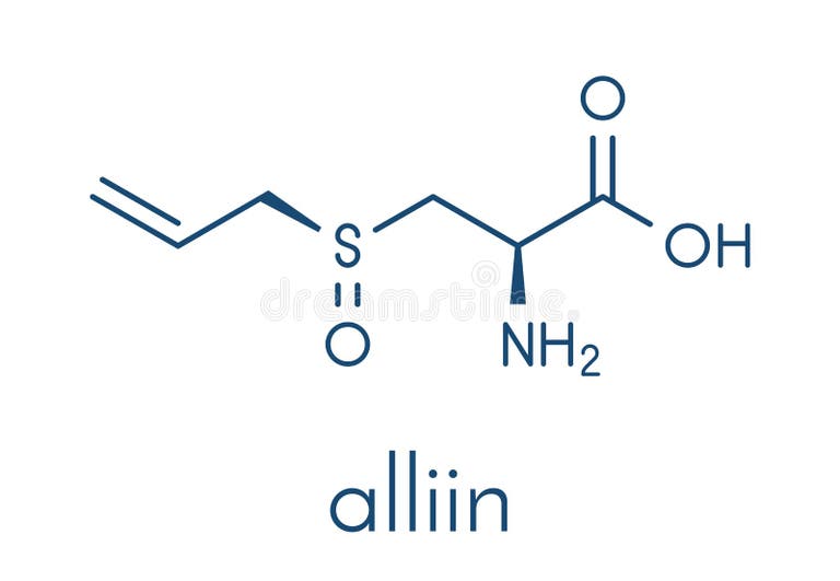 Alliin Garlic Molecule. Skeletal Formula. Stock Vector - Illustration ...