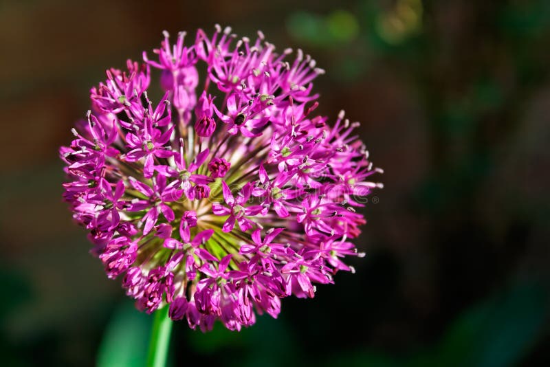 Bright pink allium stock photo. Image of pink, onion - 150846462