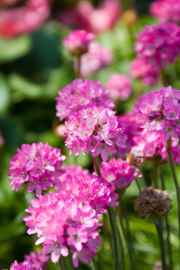 Pink Allium Flowers stock image. Image of onion, garlic - 153847759