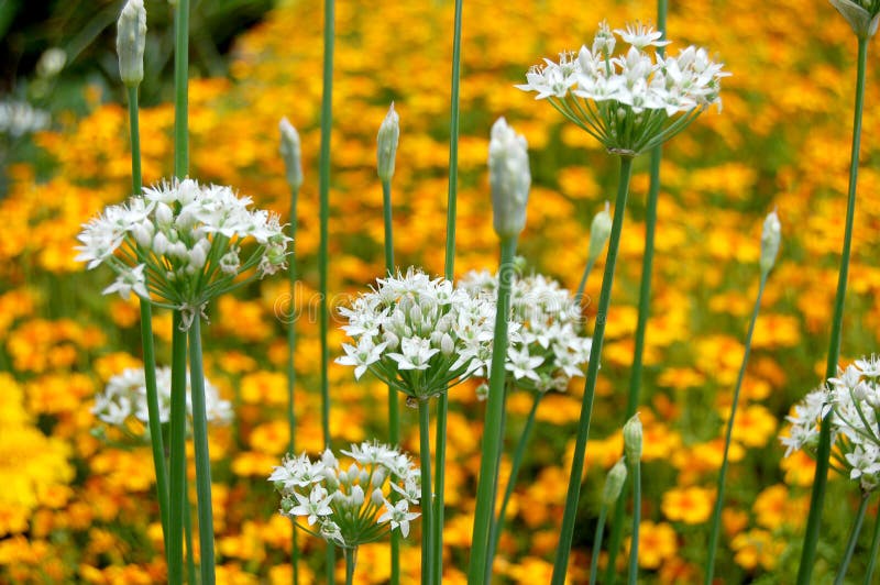 Allium stock photo. Image of garlic, yellow, flowers - 15754942