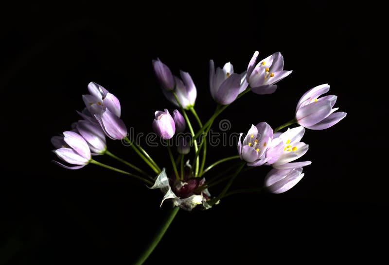 Lovly Pink Allium Flowers Stock Photos - Free & Royalty-Free Stock ...