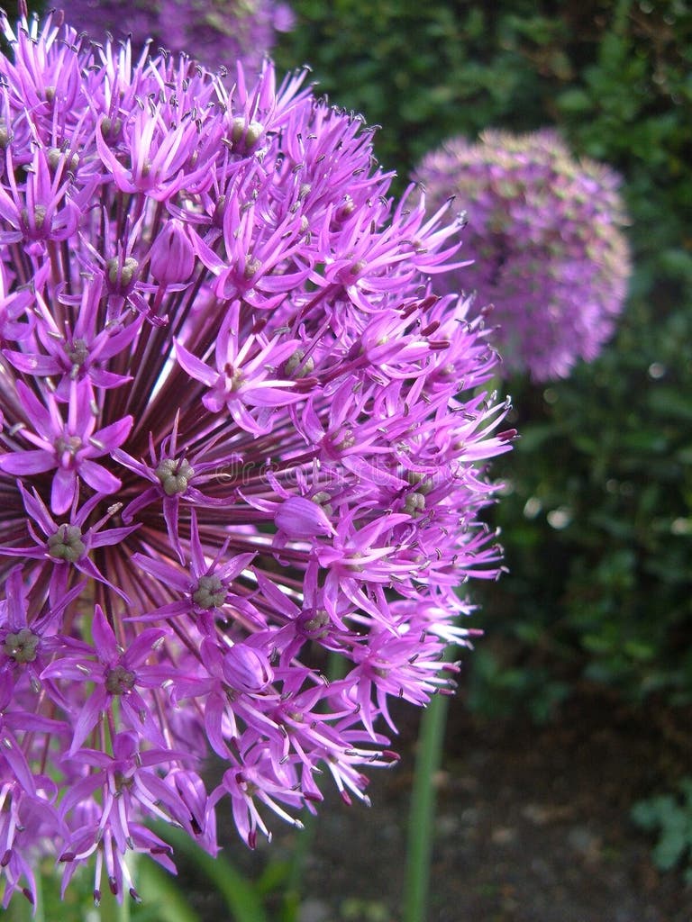 2,317 Allium Family Stock Photos - Free & Royalty-Free Stock Photos ...