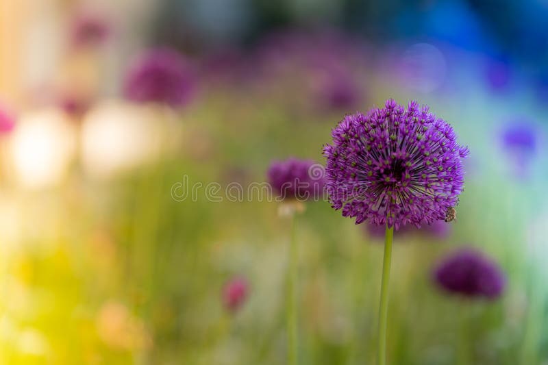 Allium Aflatunense Blooms Purple in Spring Stock Image - Image of herb ...