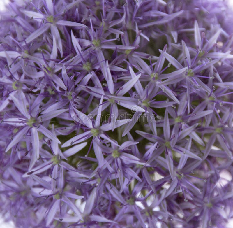 Allium Background. Purple Flowers Texture. Stock Photo - Image of ...