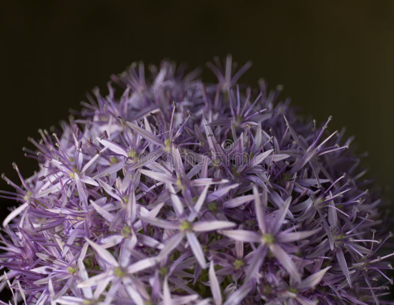 Allium Background. Purple Flowers Texture. Stock Photo - Image of ...