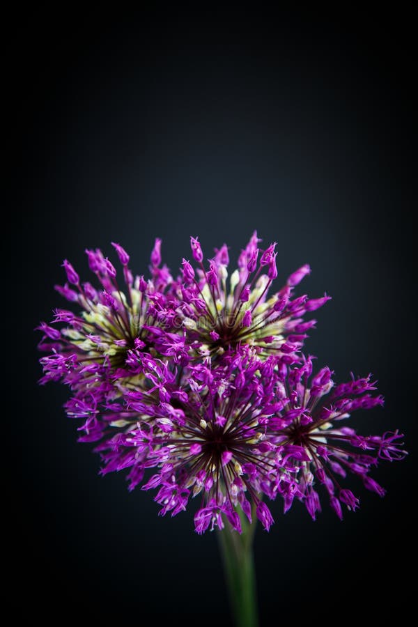 Allium stock photo. Image of card, botanic, greeting - 54297174